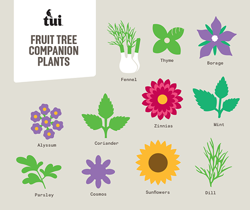 Companion planting for fruit trees